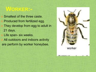 Life Cycle Of Honey Bee Ppt