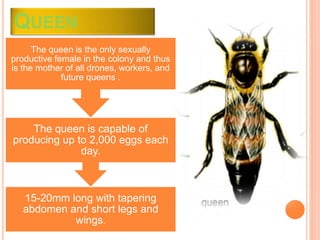 Life Cycle Of Honey Bee Ppt