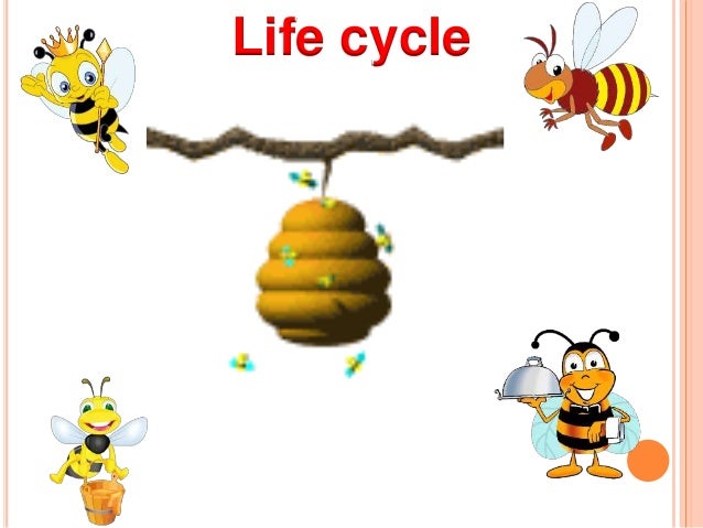 Life Cycle Of Honey Bee Ppt