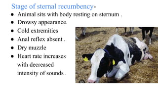 Ankita PPT - Milk Fever.pptx