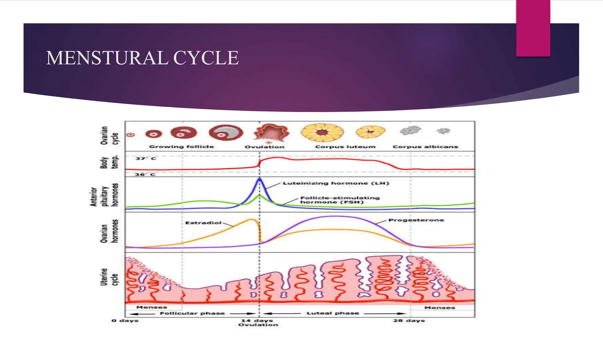 menorrhagia.pptx presentation of obstetric and gynecological nursing | PPTX