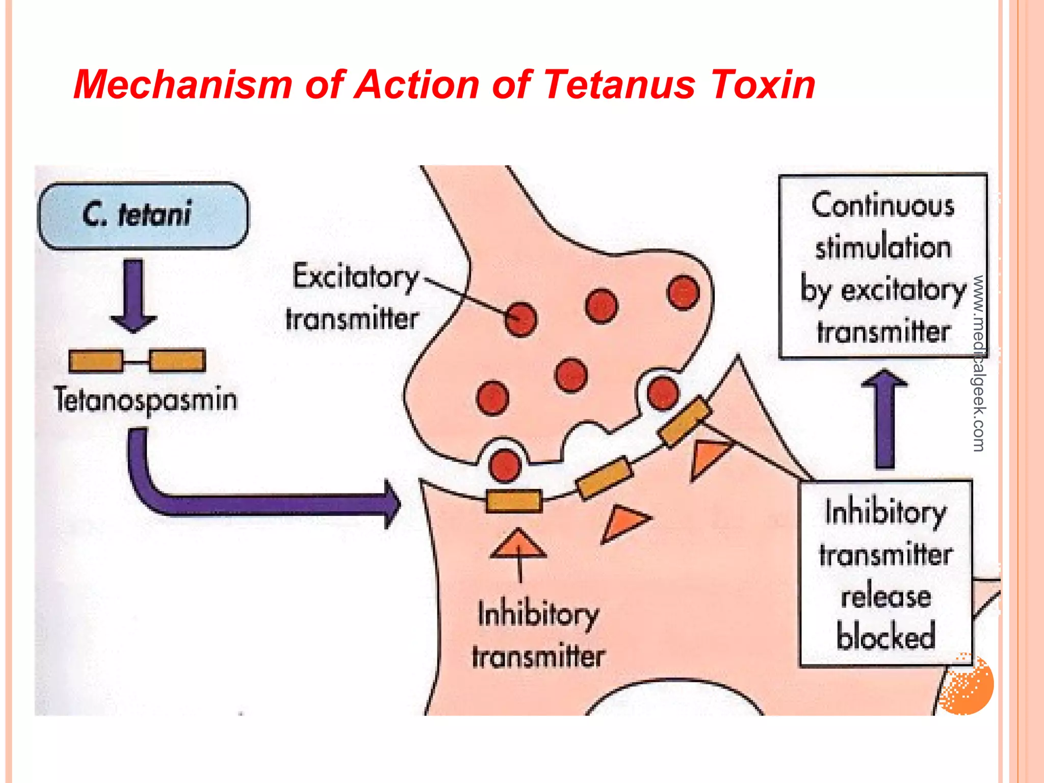 Tetanus Presentation | PPT