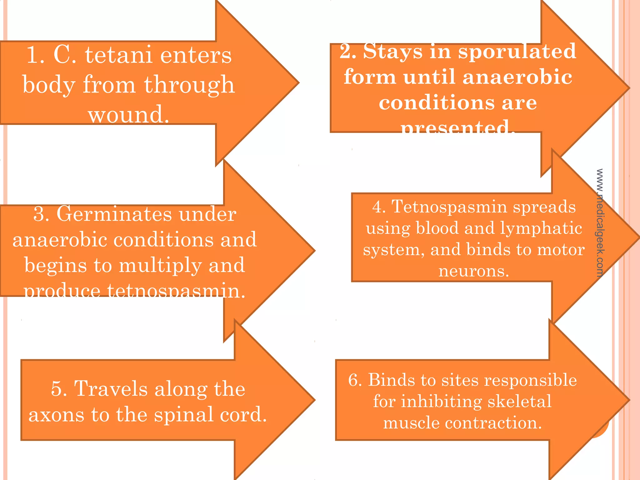 Tetanus Presentation | PPT