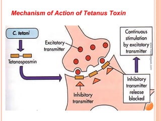 Tetanus Presentation | PPT
