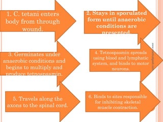 Tetanus Presentation | PPT