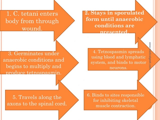 Tetanus Presentation | PPT