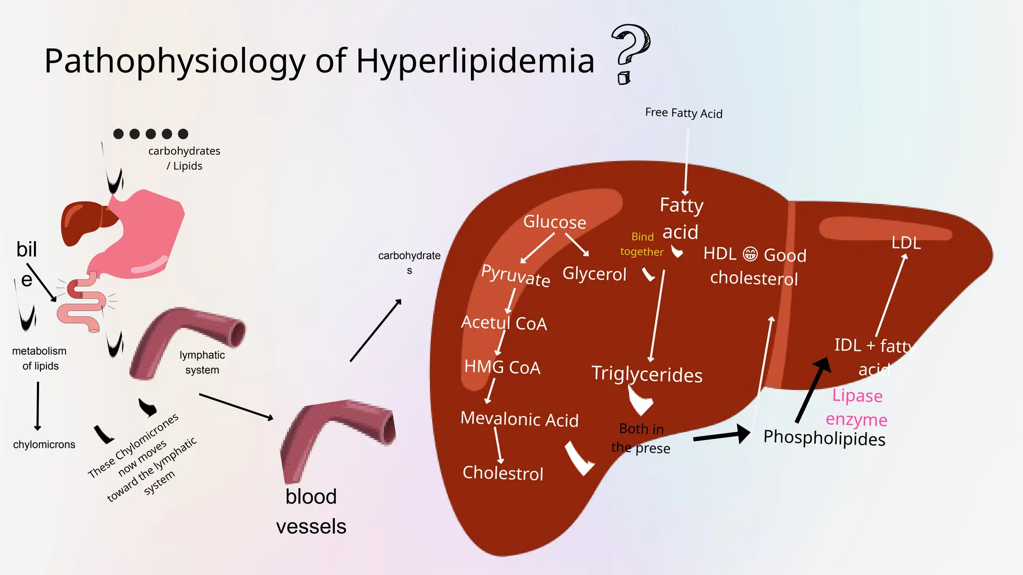 Hyperlipidemia, introduction and mechanism of Action of drugs ...