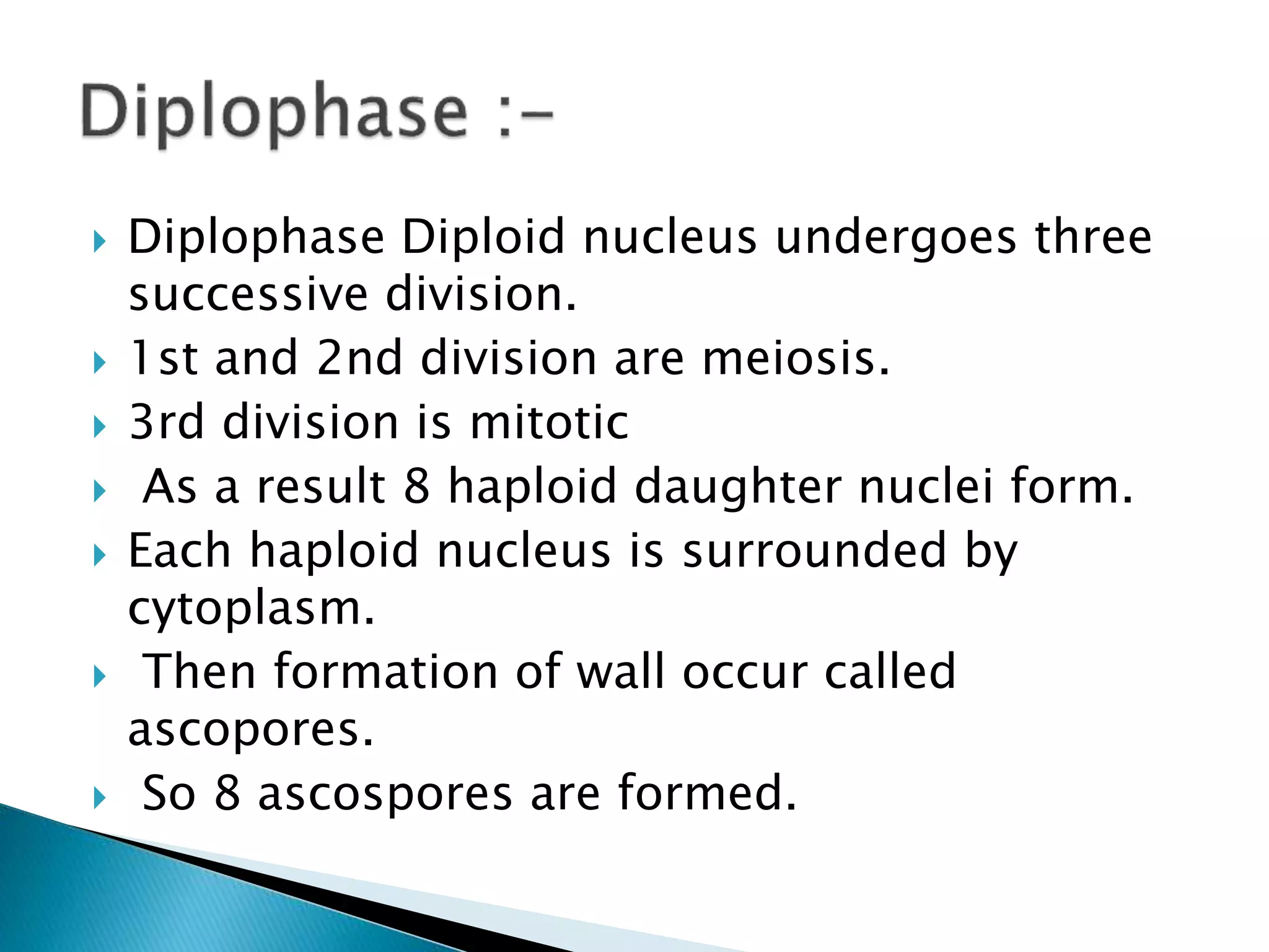Life Cycle Of Aspergillus And Penicillium Ppt Ppt