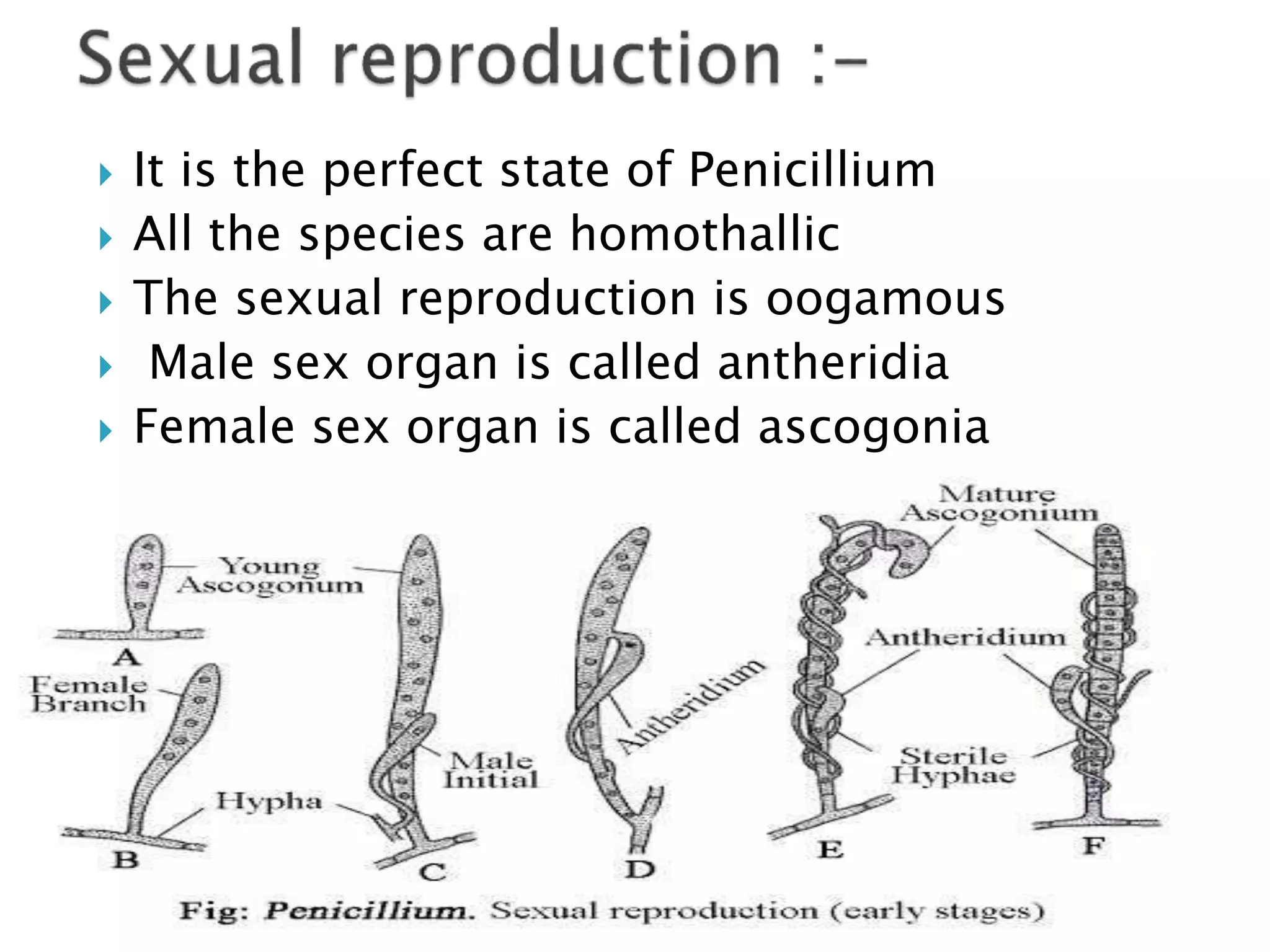 Life Cycle Of Aspergillus And Penicillium Ppt Ppt