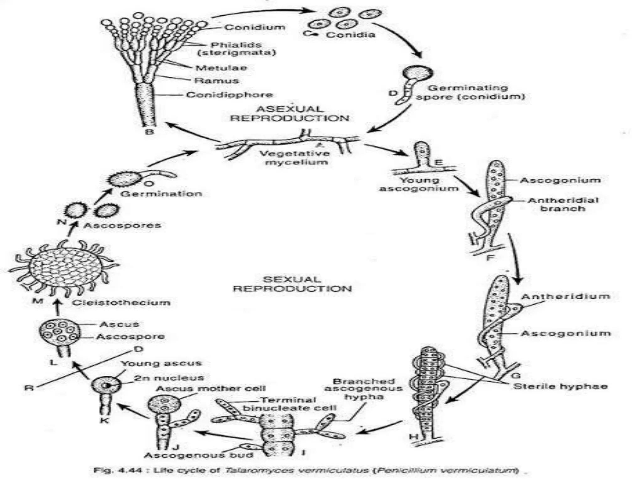Life Cycle Of Aspergillus And Penicillium Ppt Ppt