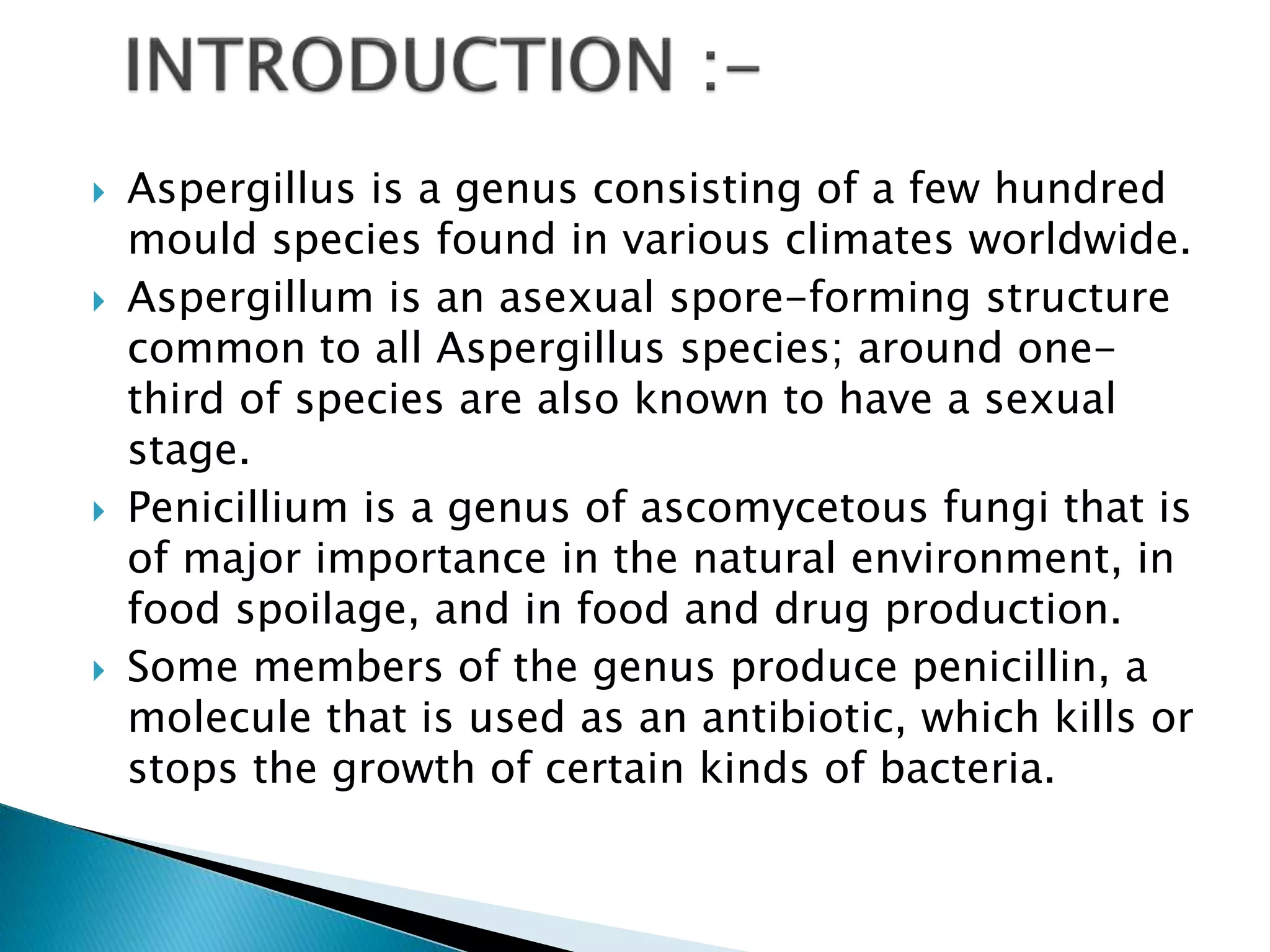 Life Cycle Of Aspergillus And Penicillium Ppt Ppt