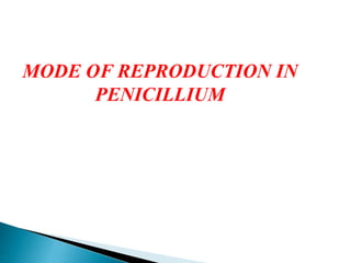 LIFE CYCLE OF ASPERGILLUS & PENICILLIUM ppt | PPTX