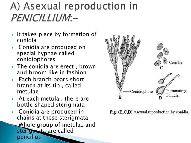 LIFE CYCLE OF ASPERGILLUS & PENICILLIUM ppt | PPTX