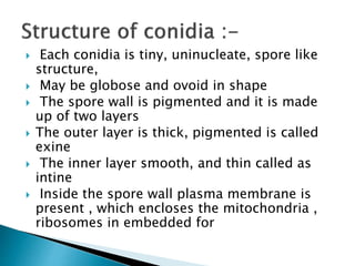 LIFE CYCLE OF ASPERGILLUS & PENICILLIUM ppt | PPTX