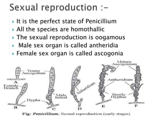 LIFE CYCLE OF ASPERGILLUS & PENICILLIUM ppt | PPTX