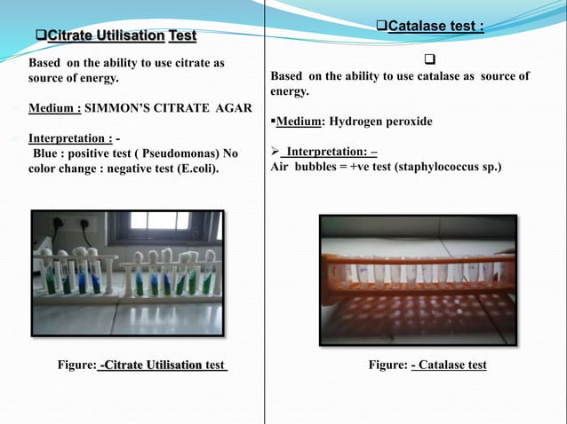 Medical Microbiology | PPTX | Chemistry | Science