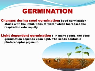 Seed germination, growth factor and seed dormancy presented by Ankit ...