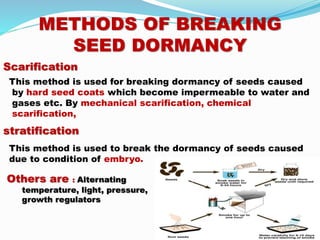 Seed germination, growth factor and seed dormancy presented by Ankit ...