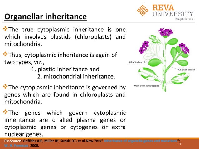 CYTOPLASMIC INHERITANCE | PPT | Infertility | Reproductive Health