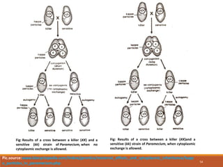 CYTOPLASMIC INHERITANCE | PPT