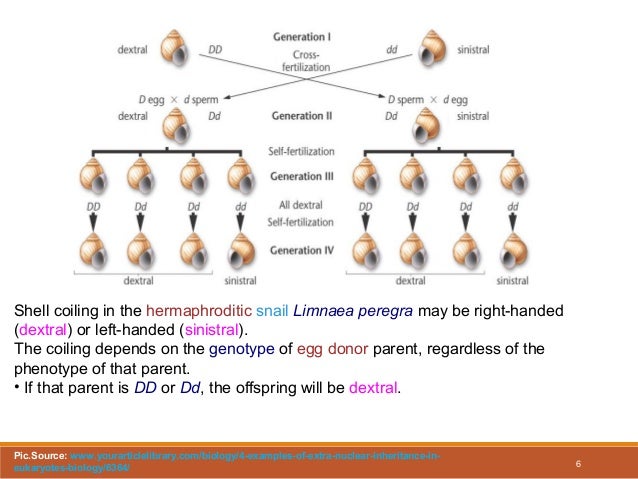 CYTOPLASMIC INHERITANCE