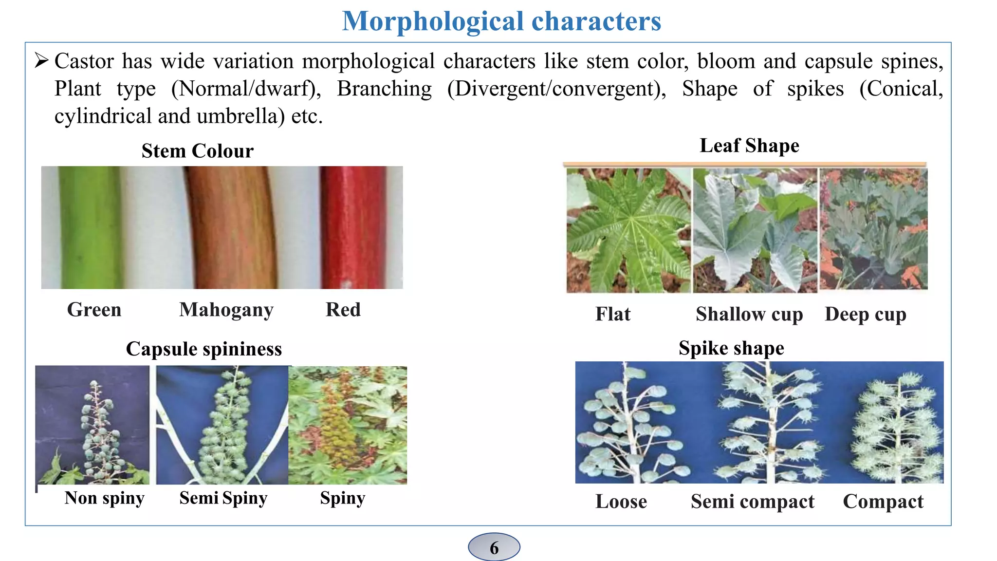 Genetic Mechanism of pistillateness in castor: Challenges & Needs | PPTX