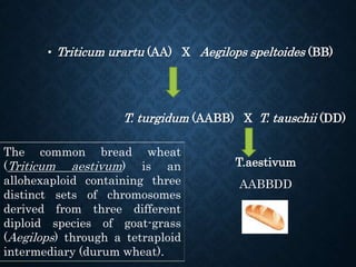 Utilization of polyploids and aneuploids in plants | PPTX