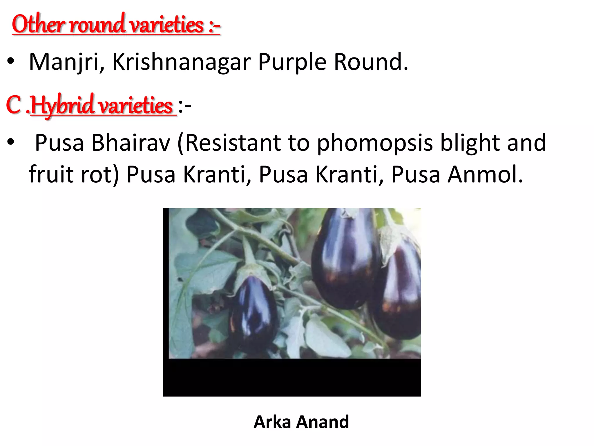 BRINJAL CULTIVATION , PRODUCTION TECHNOLOGY OF BRINJAL | PPTX