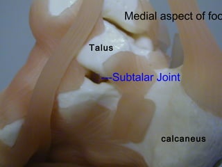 Ankle anatomy | ODP