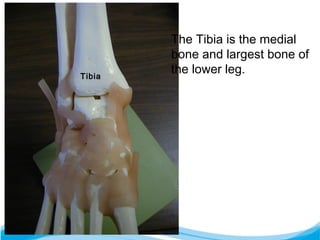 Ankle anatomy | PPT