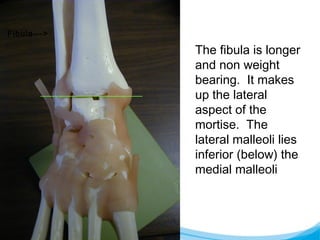 Ankle anatomy | PPT