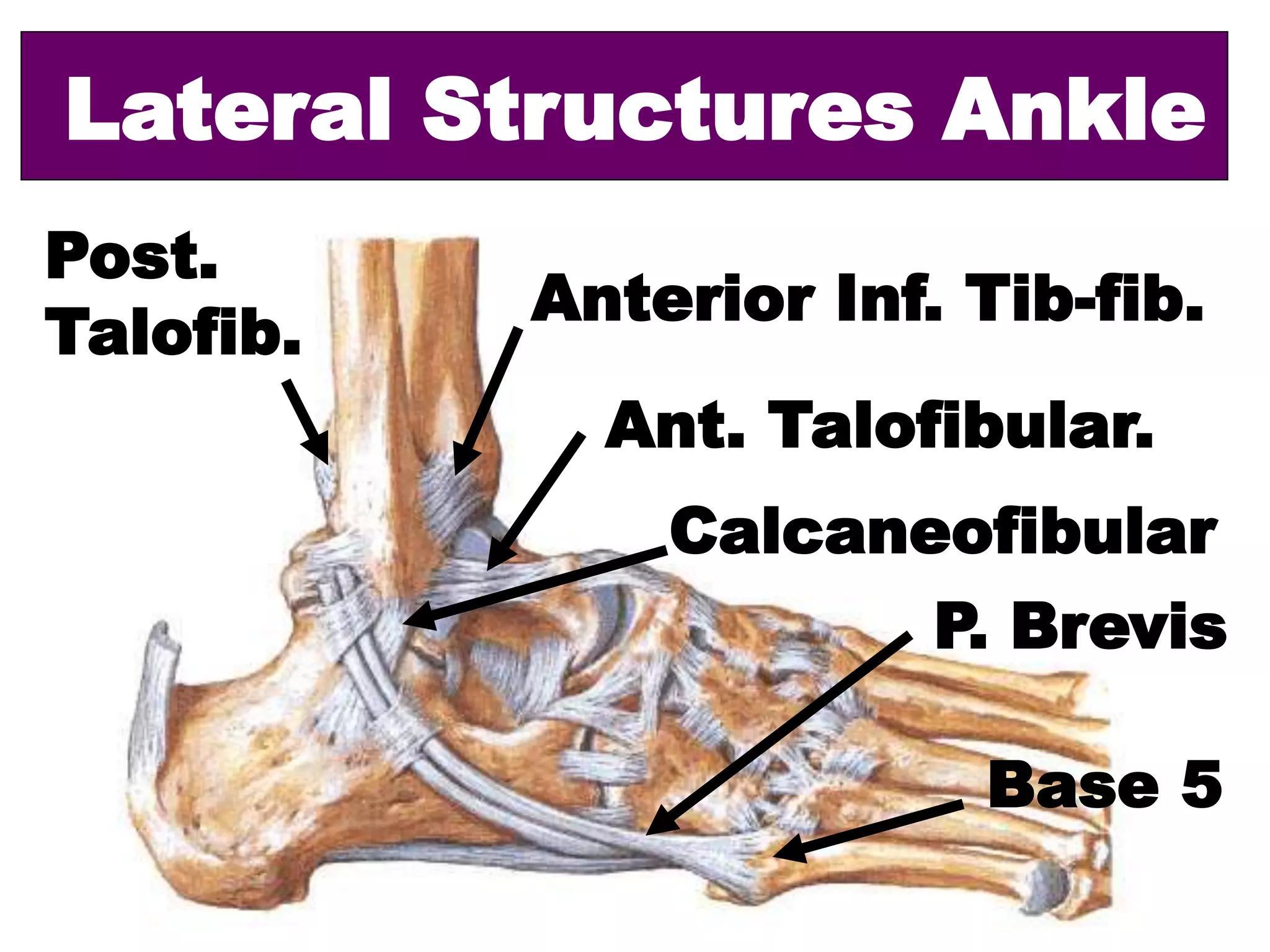 ANKLE.ppt