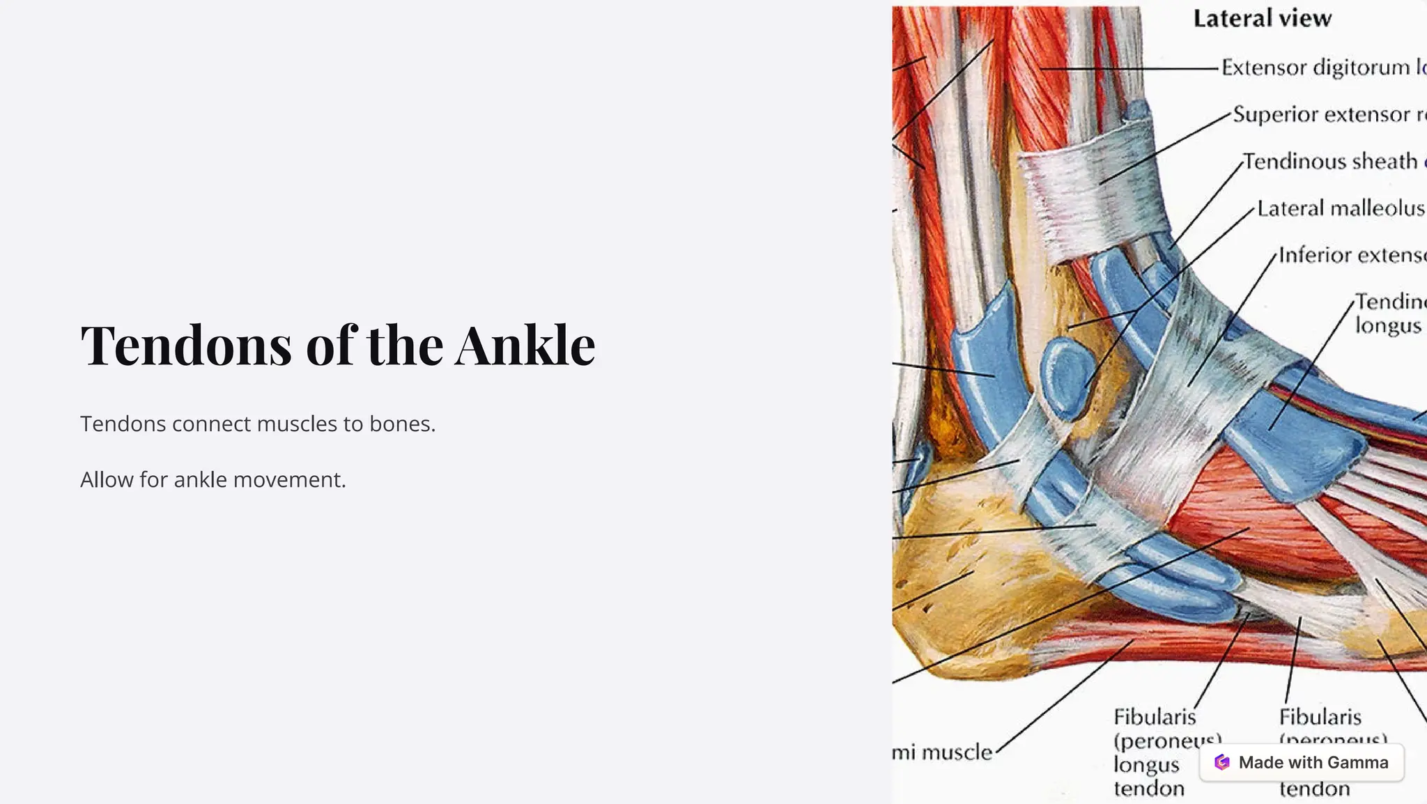 Ankle-Joint-Anatomy.pdf yannba jajjj sjjjl | PDF