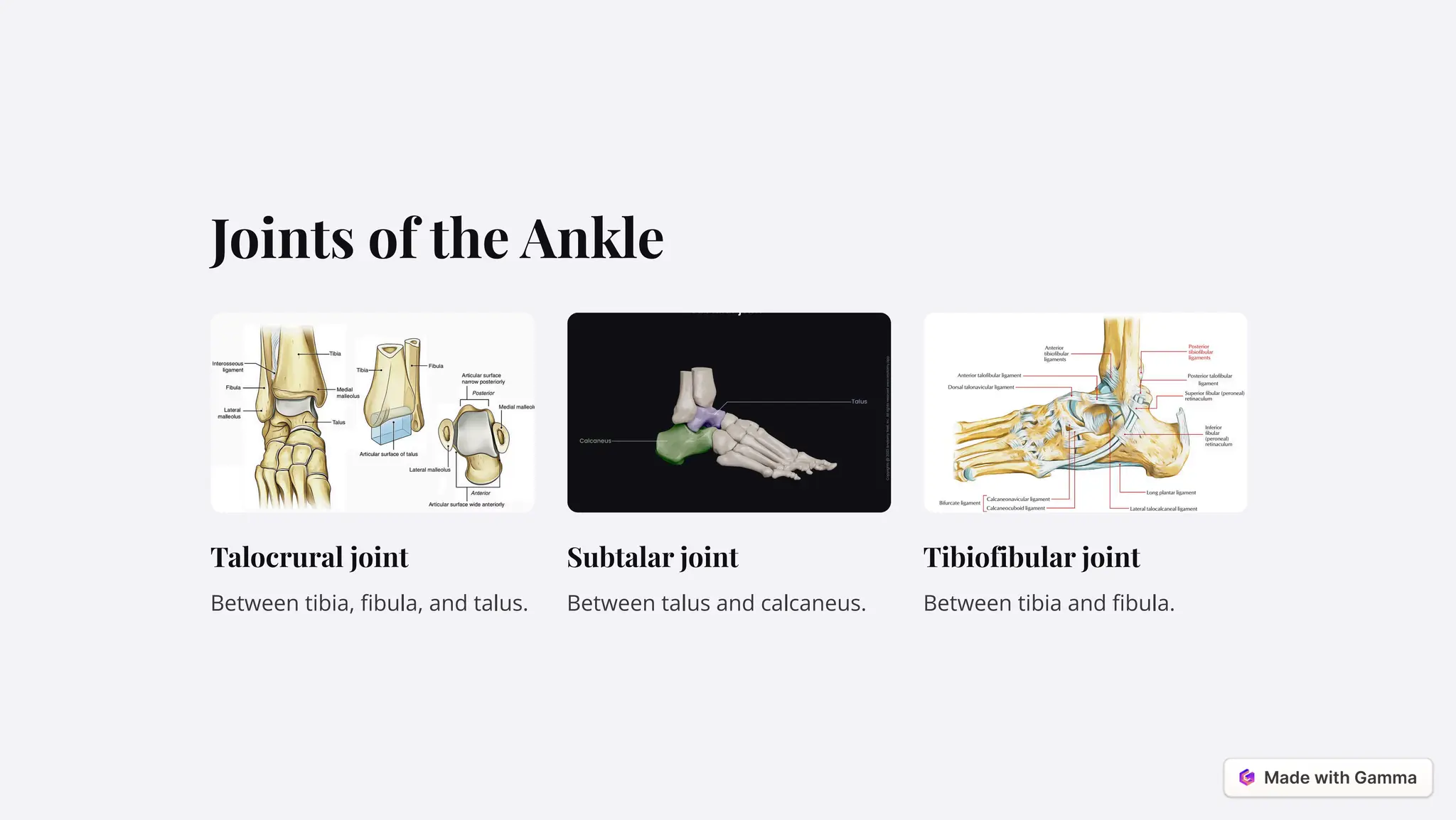 Ankle-Joint-Anatomy.pdf yannba jajjj sjjjl | PDF