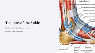 Ankle-Joint-Anatomy.pdf yannba jajjj sjjjl | PDF | Death, Injury, or ...