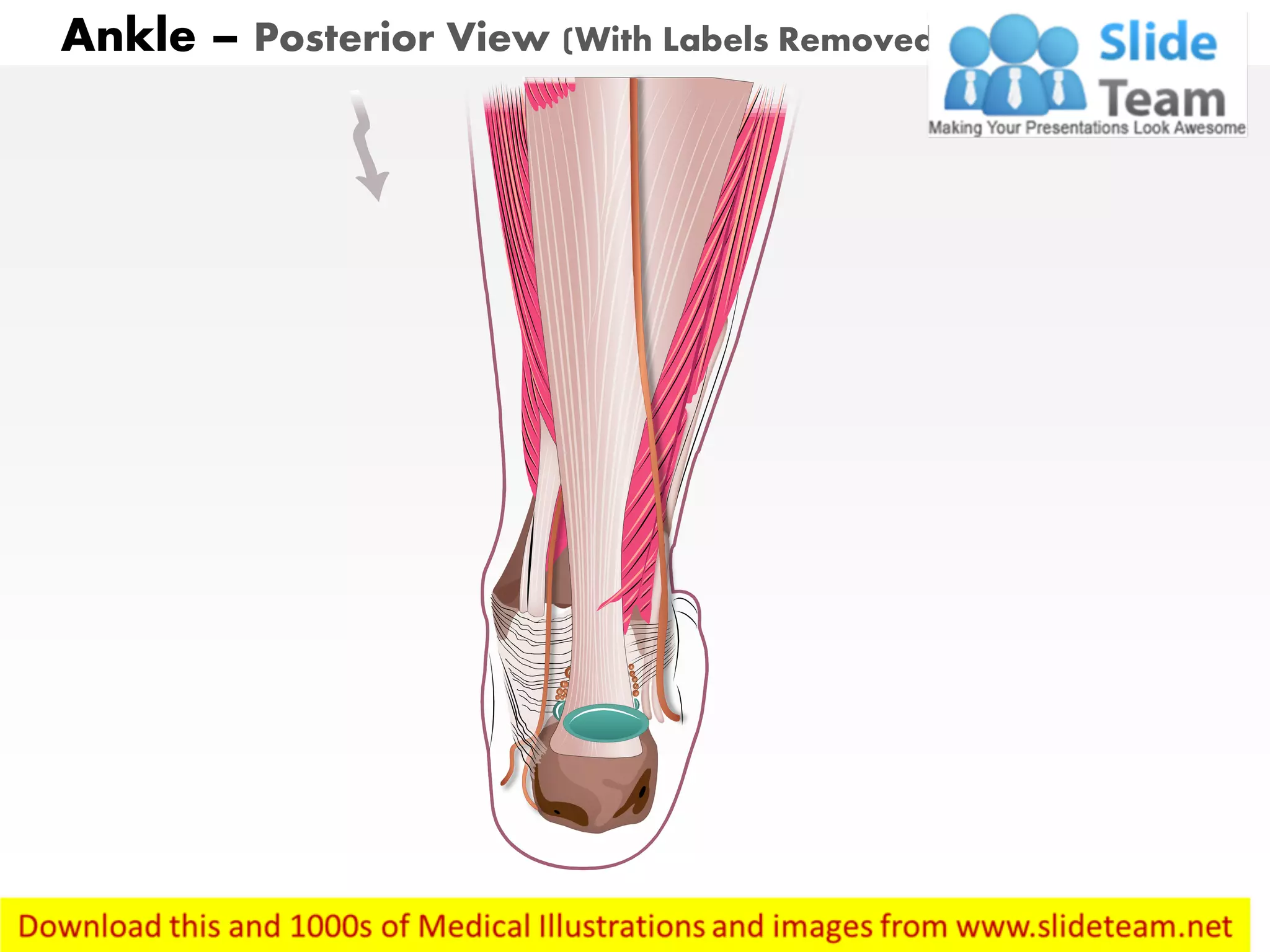 Ankle posterior medical images for power point | PPT