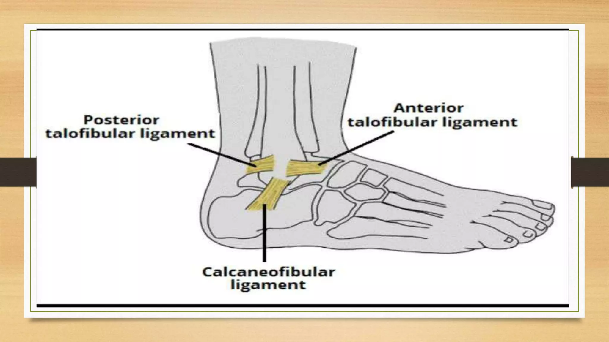 Ankle joint and tibiofibular joint | PPTX