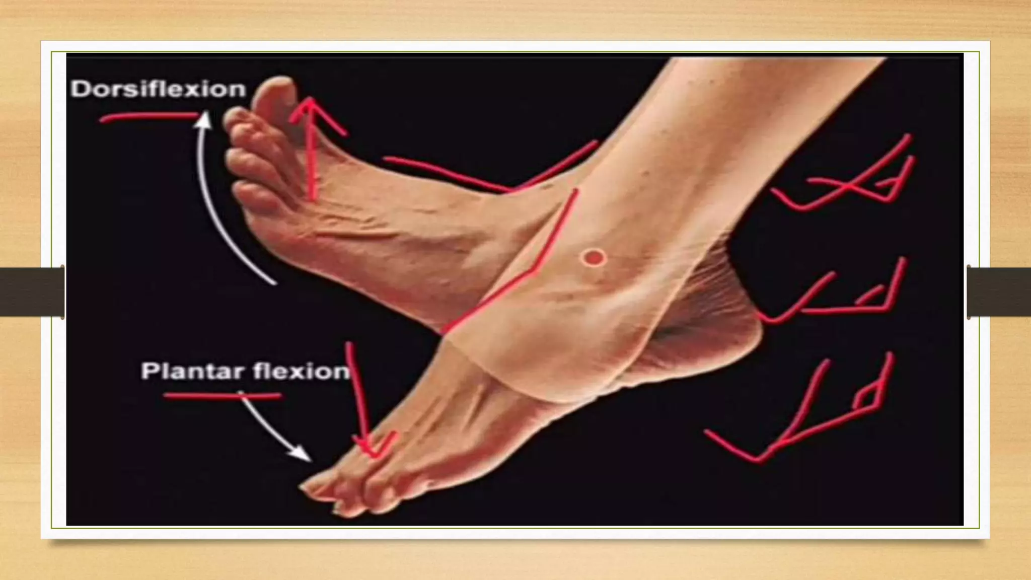 Ankle joint and tibiofibular joint | PPTX