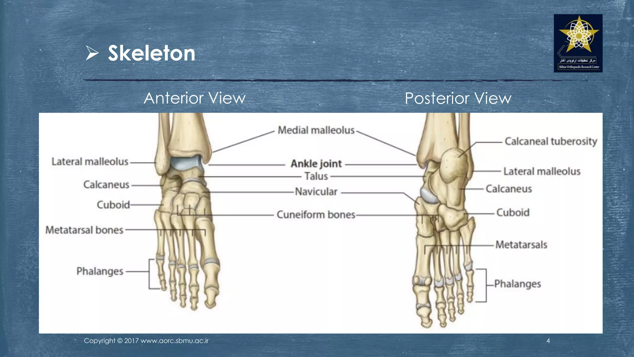 Ankle anatomy | PDF
