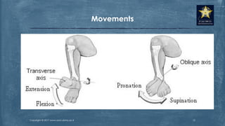 Ankle anatomy | PDF