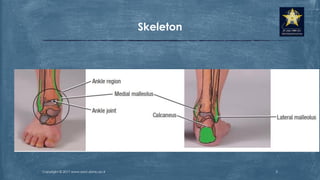 Ankle anatomy | PDF