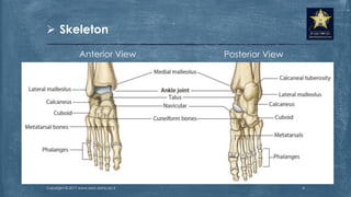 Ankle anatomy | PDF