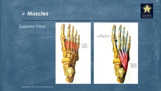Ankle anatomy | PDF