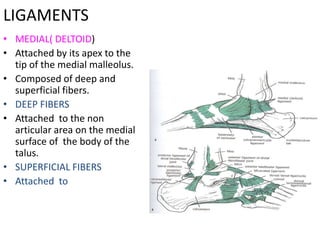 Ankle anatomy | PPTX