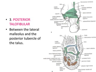 Ankle anatomy | PPTX