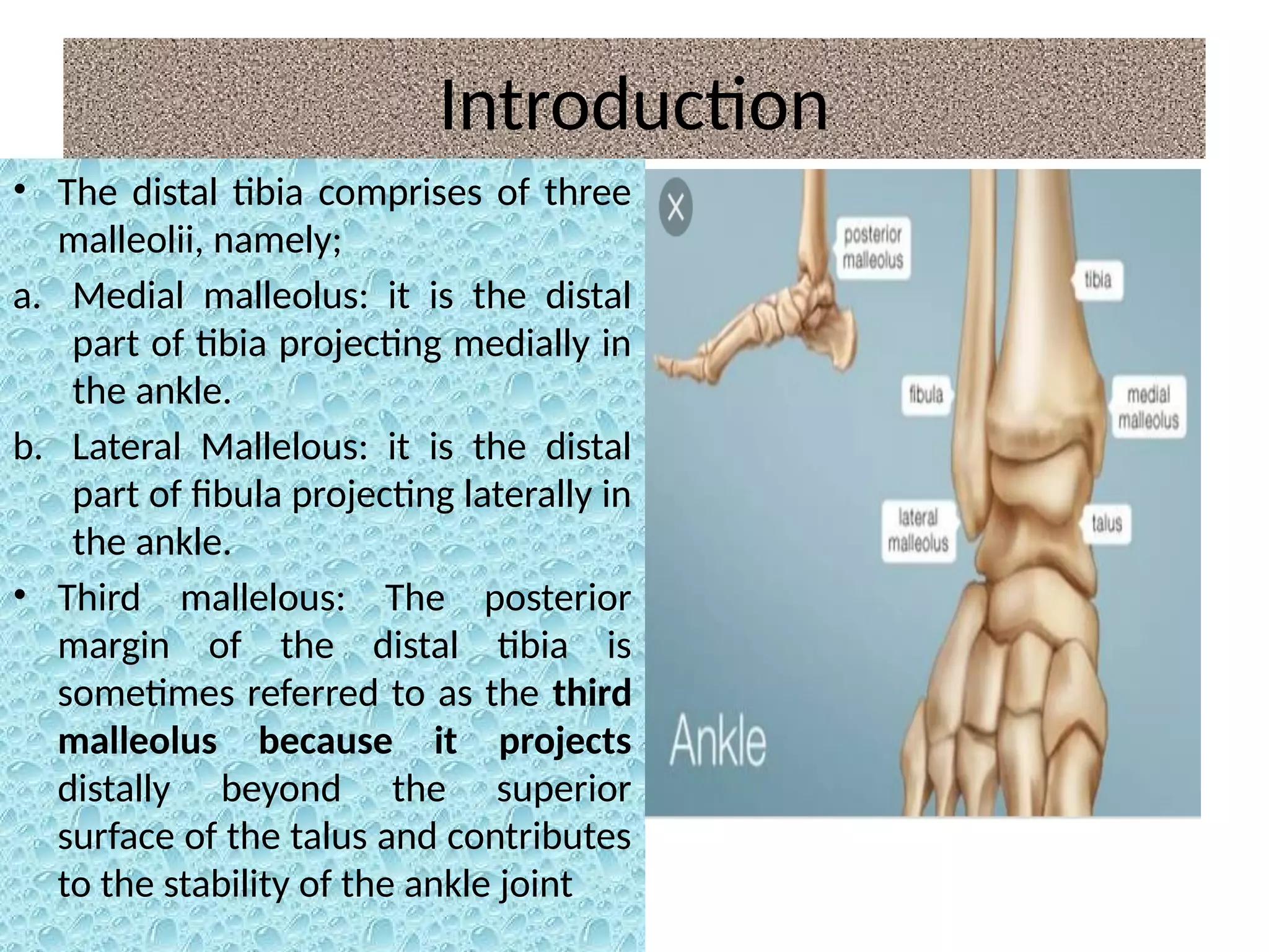 Ankle anatomy and biomechanics | PDF