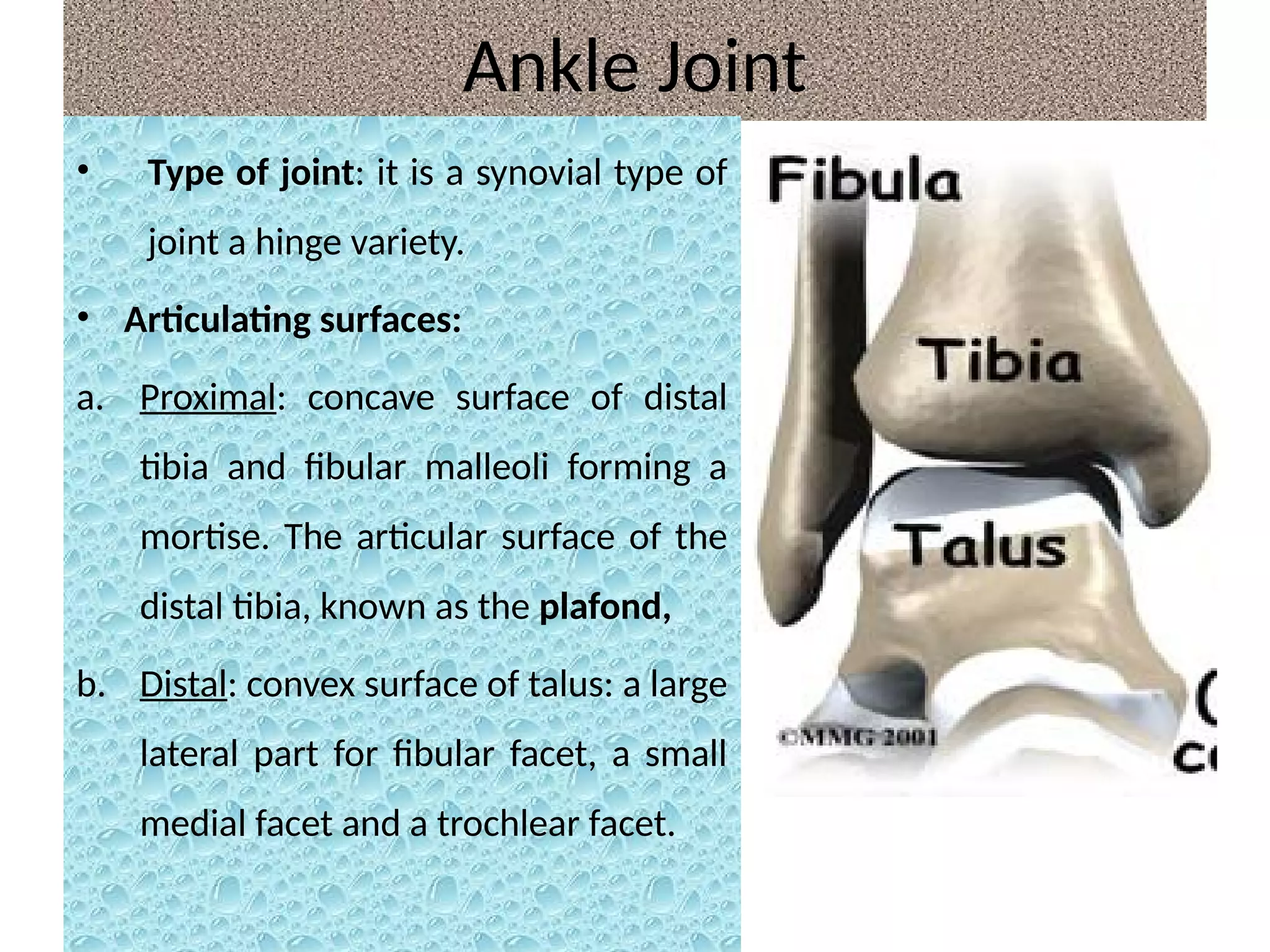 Ankle anatomy and biomechanics | PDF