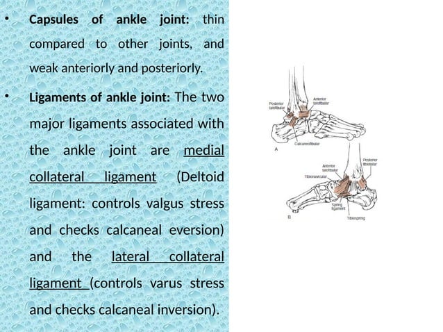 Ankle anatomy and biomechanics | PDF