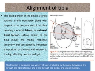 Ankle anatomy and biomechanics | PDF