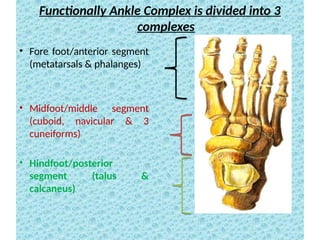 Ankle anatomy and biomechanics | PDF